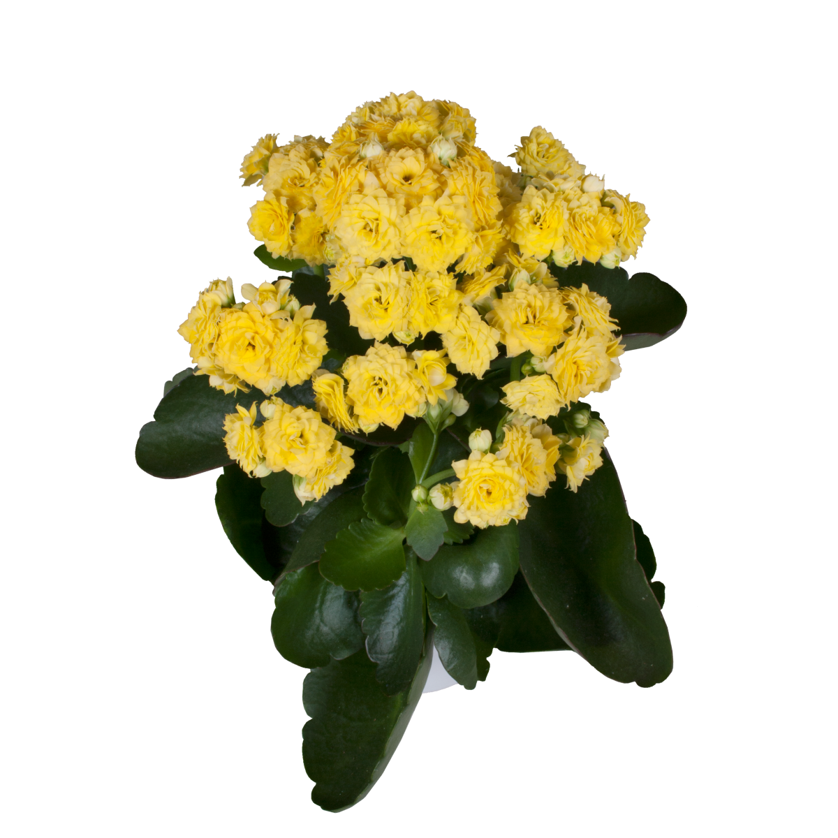 Youngplants :: slijkerman.nl